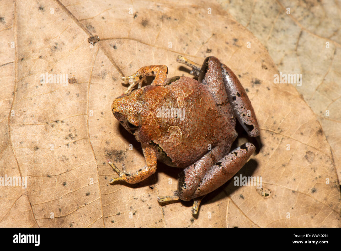 Borneo river toad hi-res stock photography and images - Alamy
