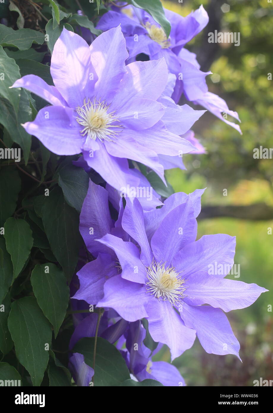 Best view in japan hi-res stock photography and images - Alamy