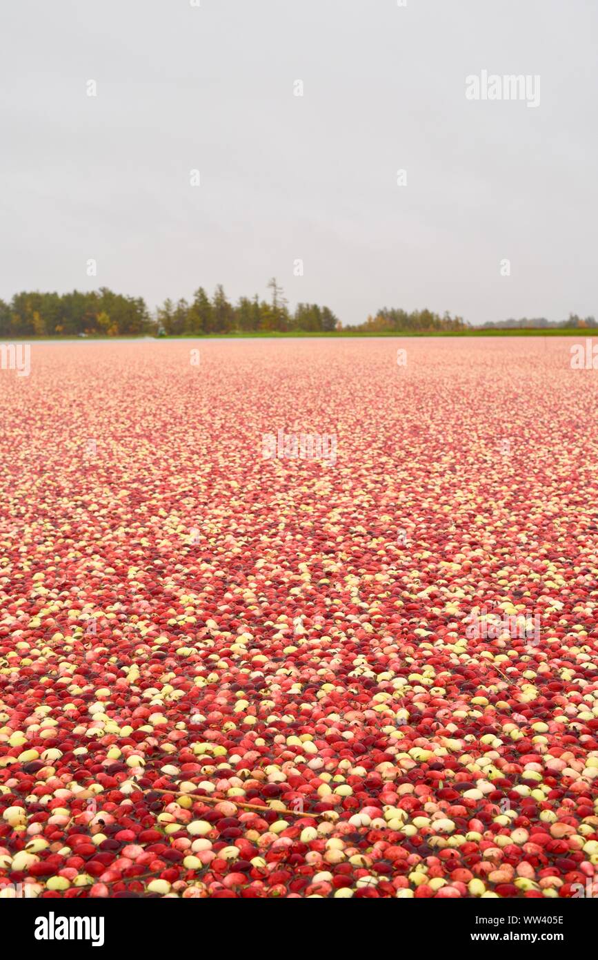 Marsh berries hi-res stock photography and images - Alamy