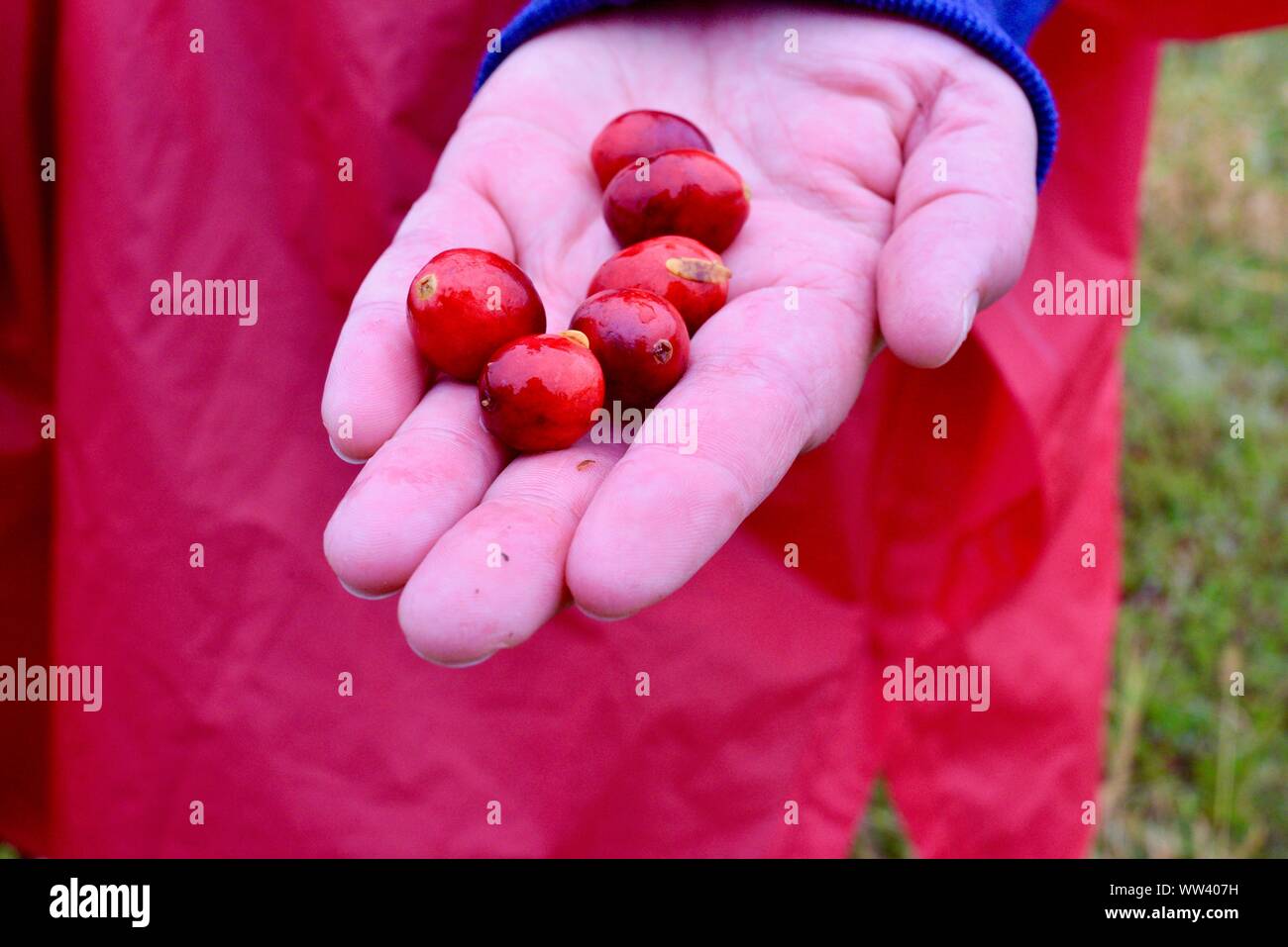 Marsh berries hi-res stock photography and images - Alamy