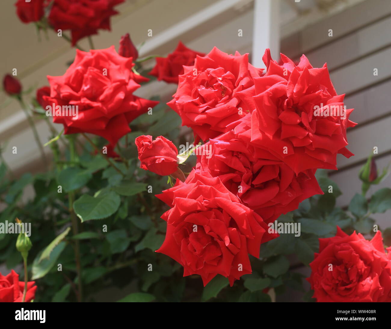 High resolution photos of japan hi-res stock photography and images - Alamy