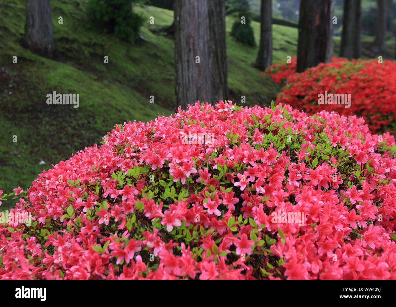Best view in japan hi-res stock photography and images - Alamy