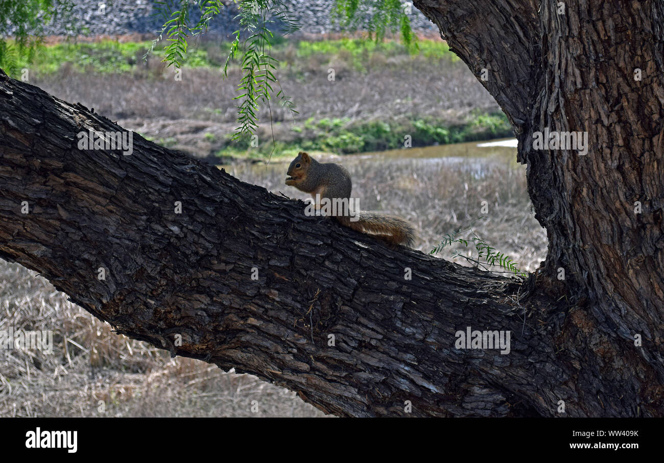 squirrel in tree along Alameda Creek trail, Union City, California ...
