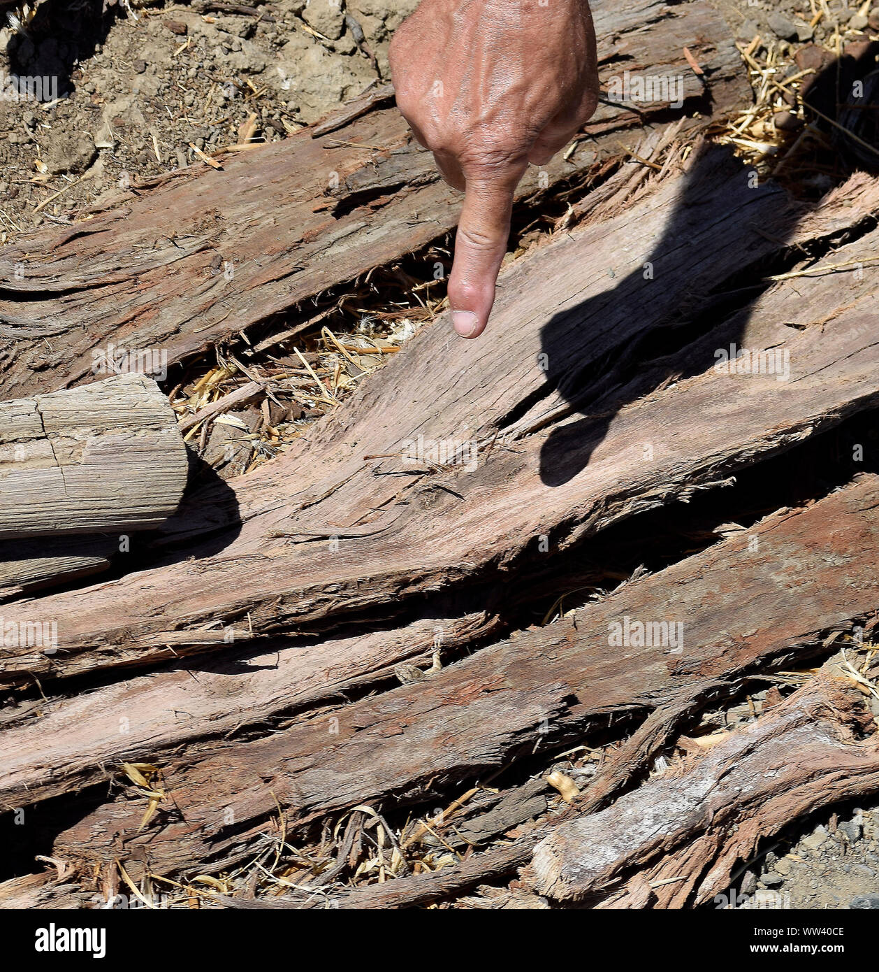 Finger pointing at bark hi-res stock photography and images - Alamy