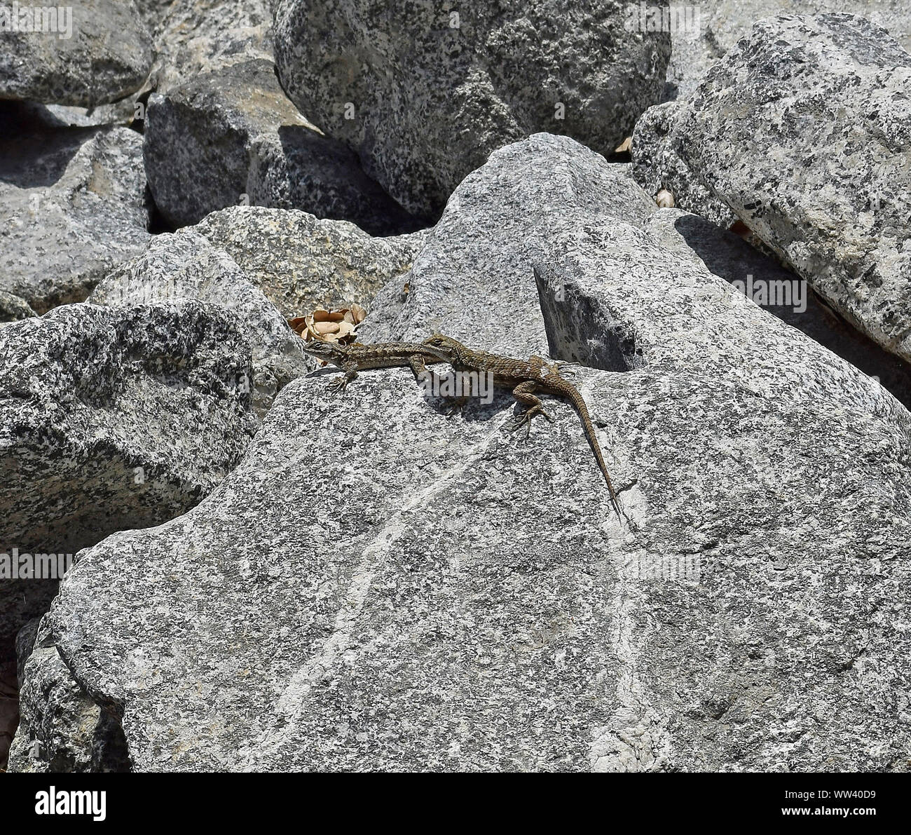 western fence lizards on rock along the Alameda Creek trail, California ...