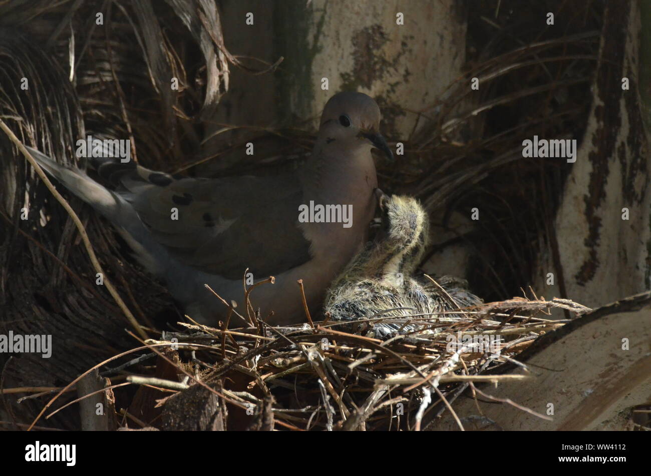Bird nurturing and feeding baby birds on their nest Stock Photo - Alamy