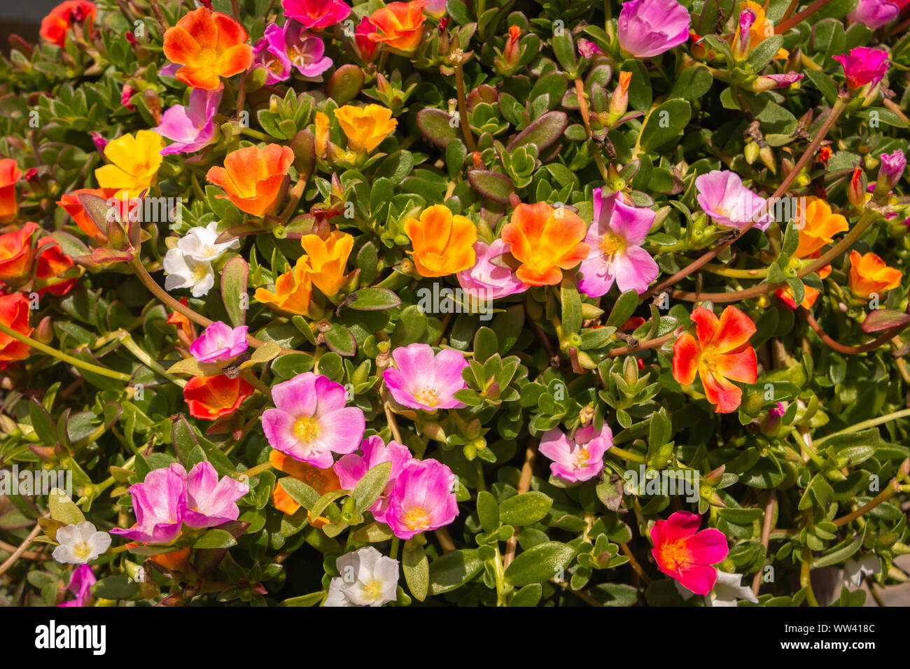 Moss rose purslane hi-res stock photography and images - Alamy