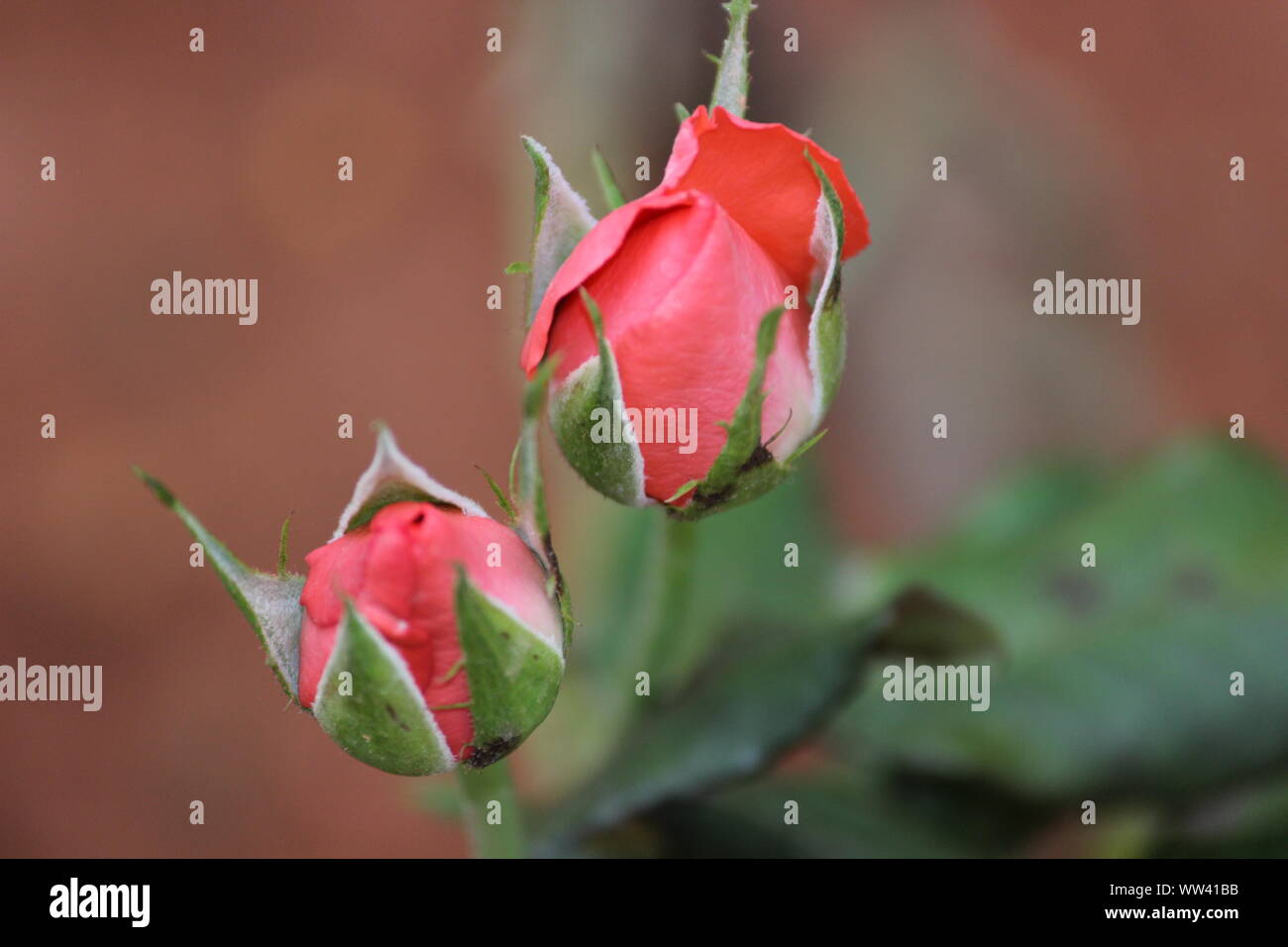 THE PINK COLOUR ROSE BUDS Stock Photo - Alamy