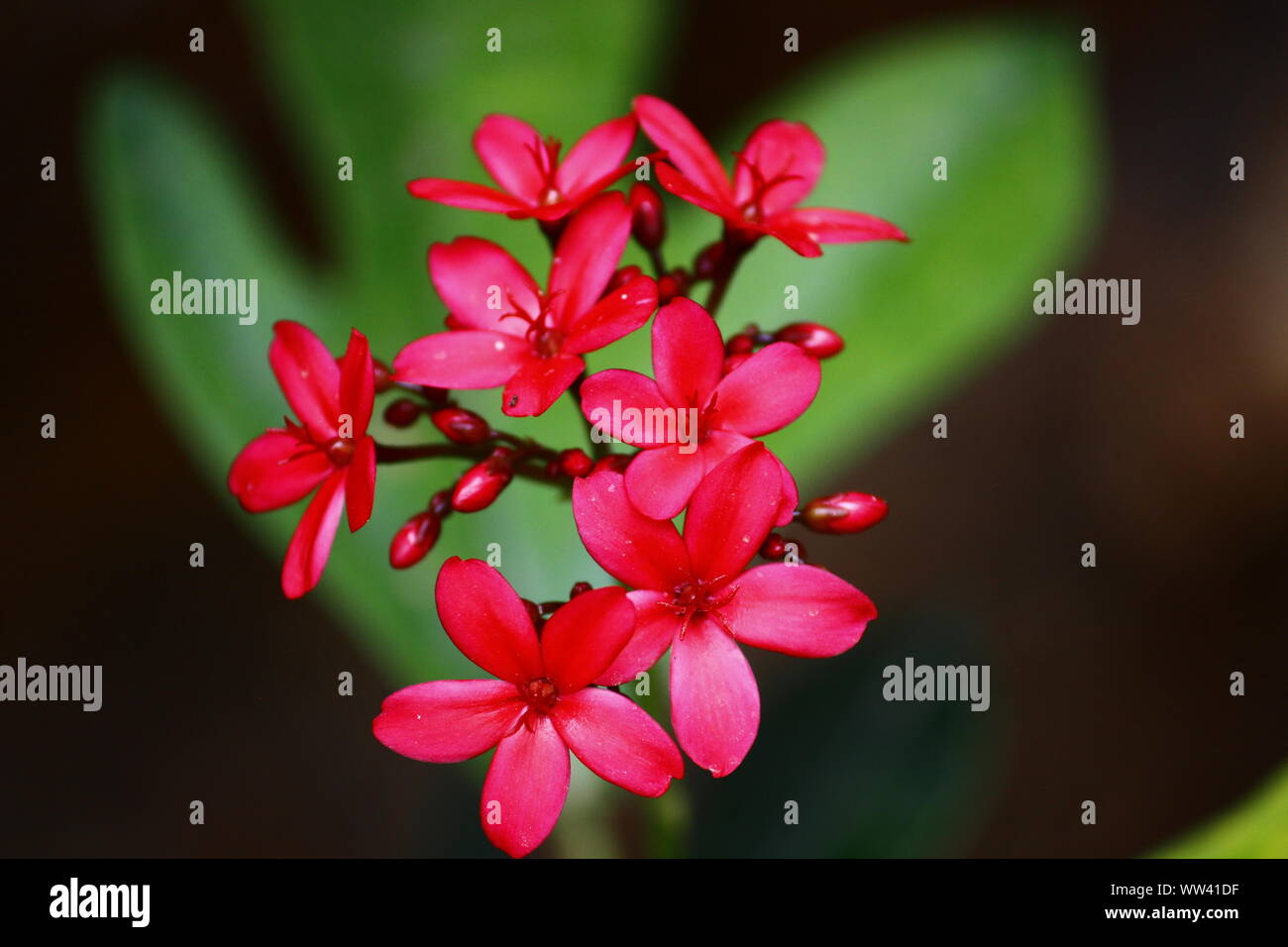TINY RED FLOWERS Stock Photo - Alamy