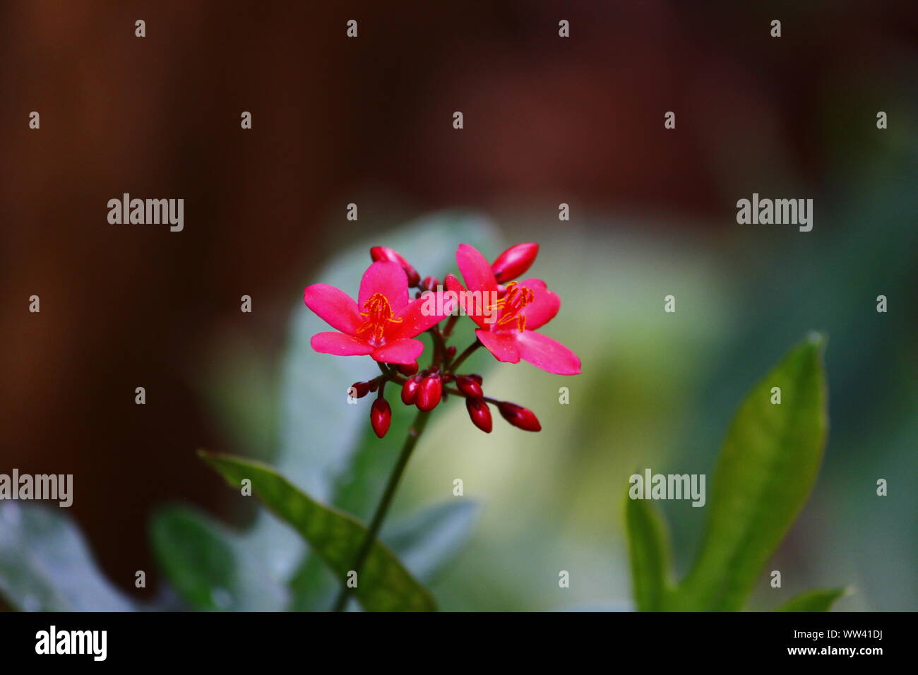 TINY RED FLOWERS Stock Photo - Alamy