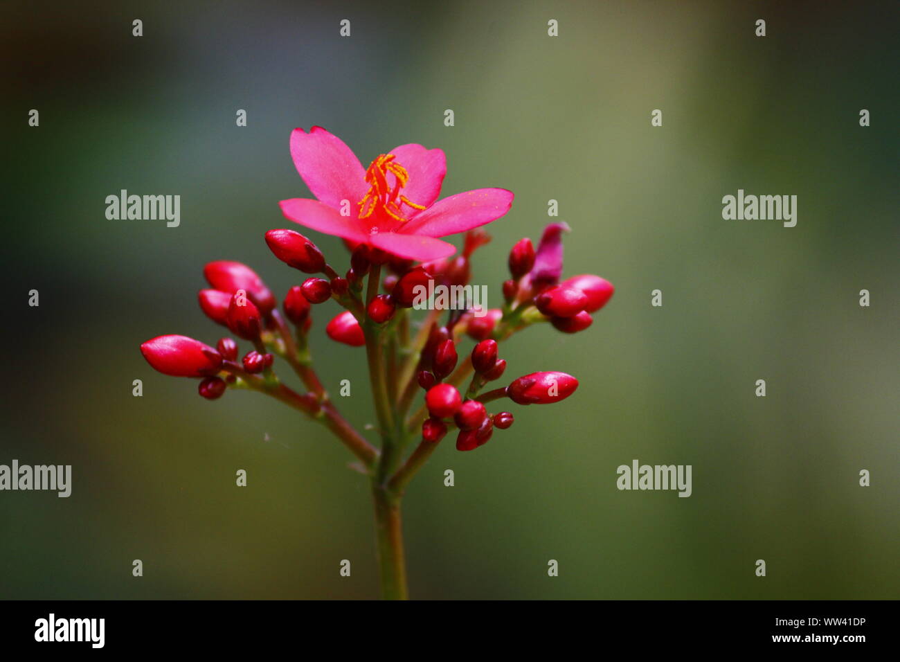 TINY RED FLOWER AND BUDS Stock Photo - Alamy