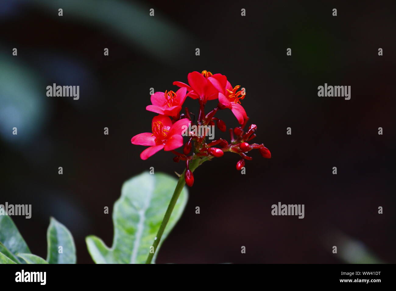 TINY RED FLOWERS Stock Photo - Alamy