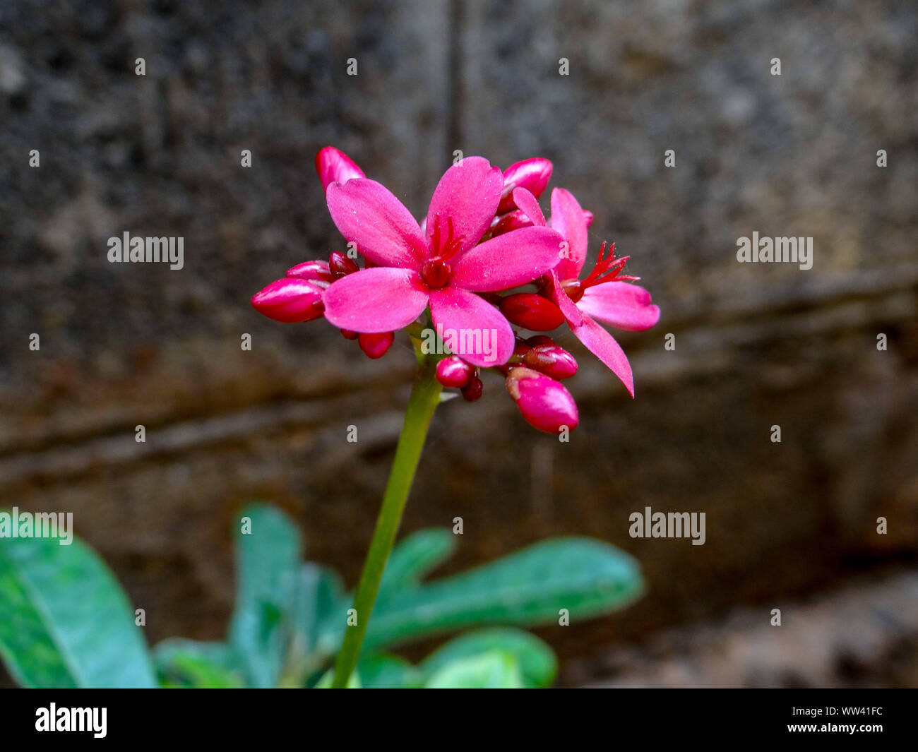 TINY RED FLOWERS Stock Photo - Alamy