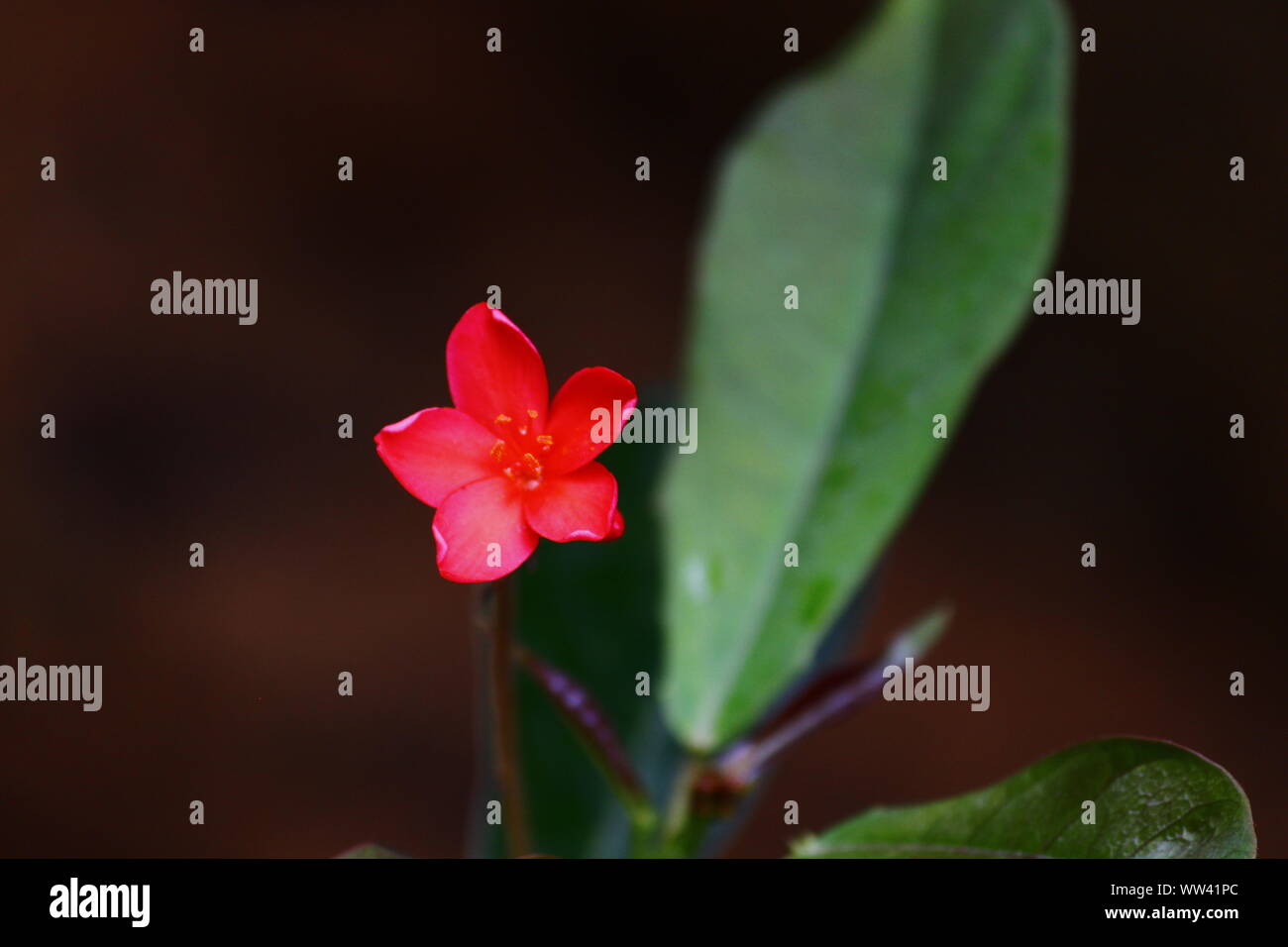 TINY RED FLOWER AND LEAF Stock Photo - Alamy