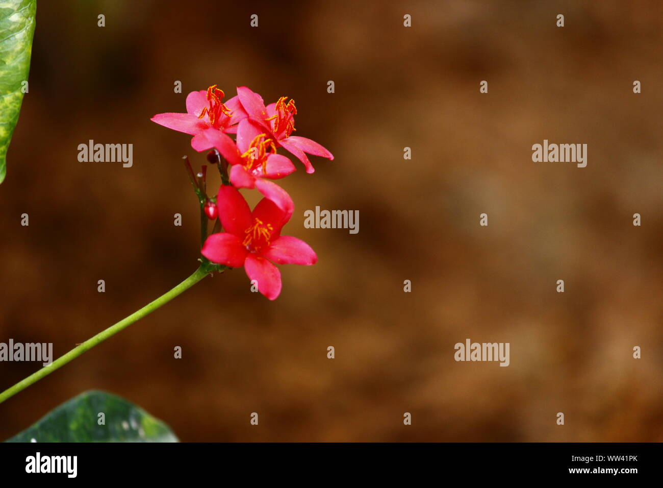 TINY RED FLOWERS Stock Photo - Alamy