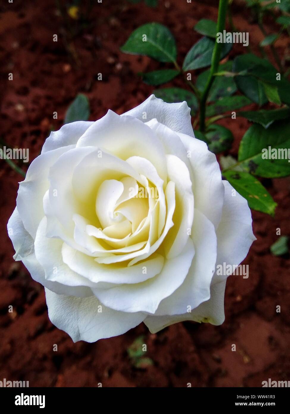 Gorgeous inflorescence white flower hi-res stock photography and images ...