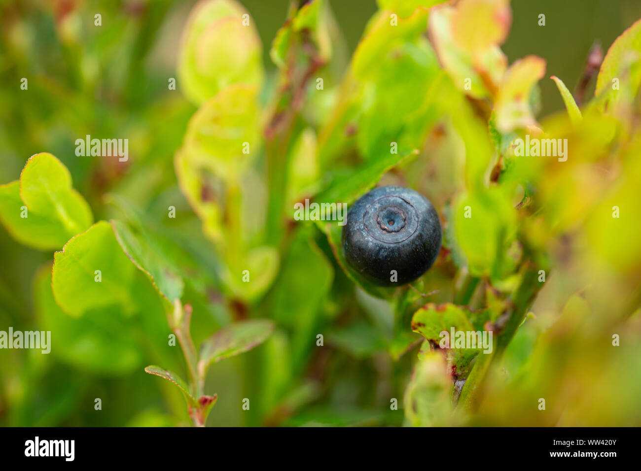 Ripe wild bilberry shrubs on upland meadow in United Kingdom. Close up ...