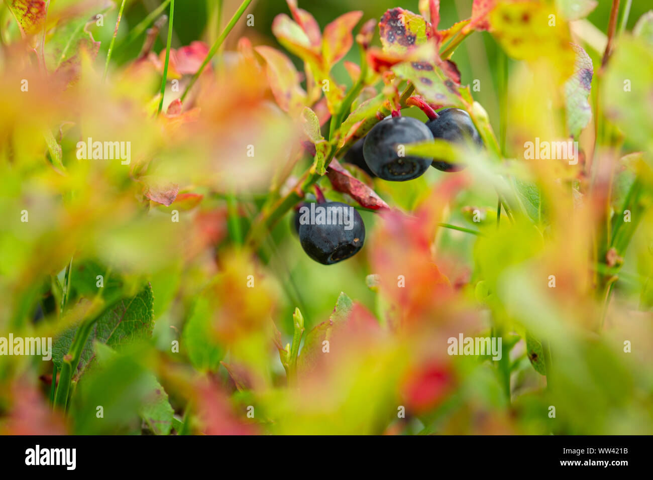 Wimberry hi-res stock photography and images - Alamy