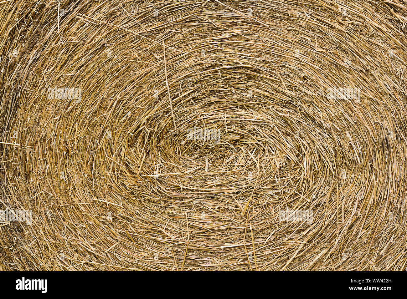 Close up dry rice straw texture, abstract background Stock Photo - Alamy