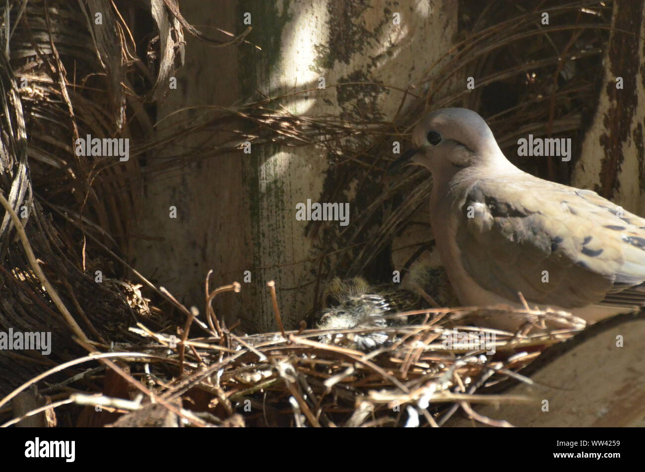 Bird nurturing and feeding baby birds on their nest Stock Photo - Alamy