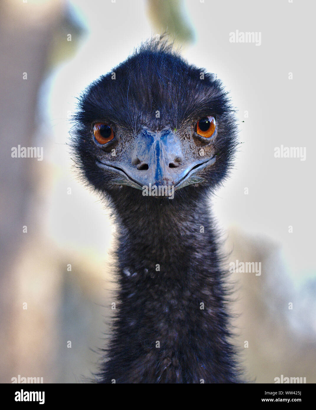 Portrait of the head and neck of an Australian emu looking directly ...