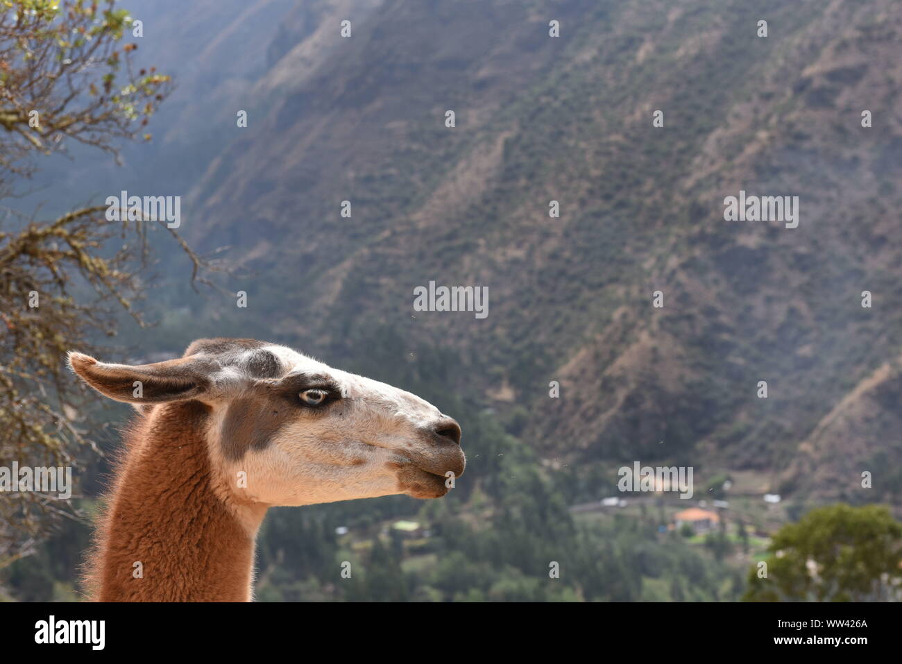 Andean communities hi-res stock photography and images - Alamy