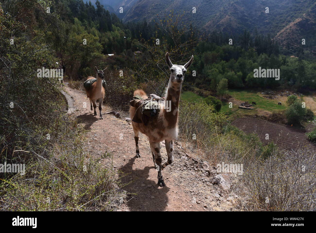 Inca families hi-res stock photography and images - Alamy