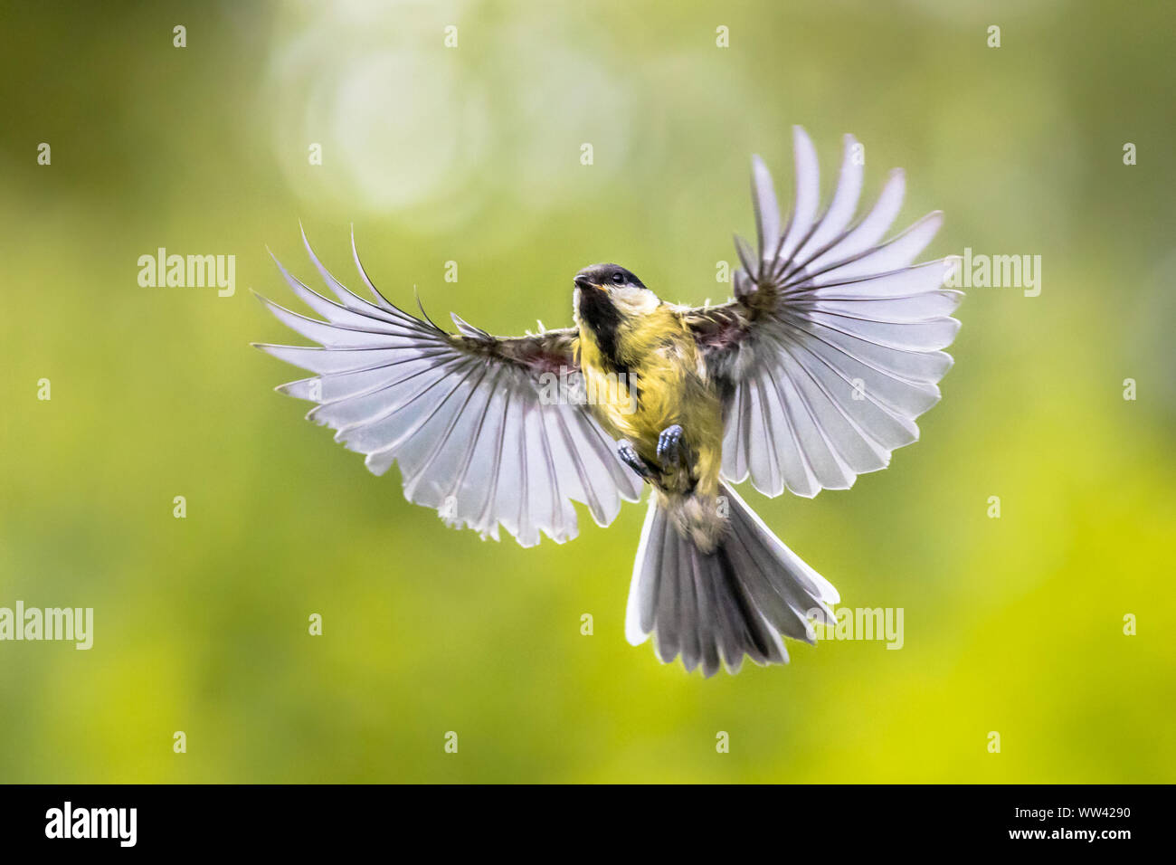 Great tit (Parus major) bird in flight just before landing with visible ...