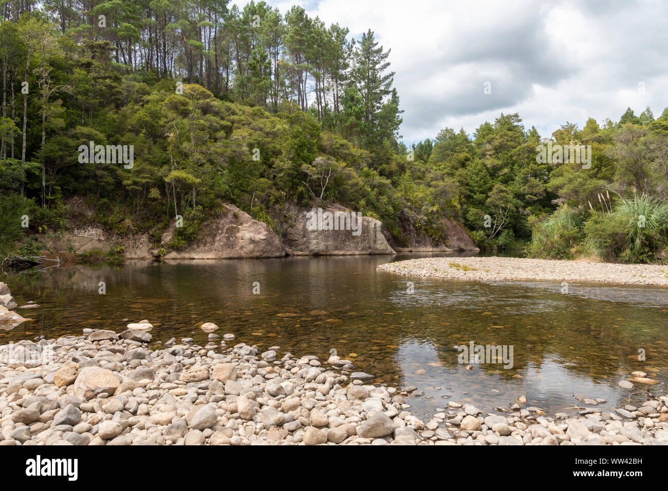 New zealand native bush hi-res stock photography and images - Alamy