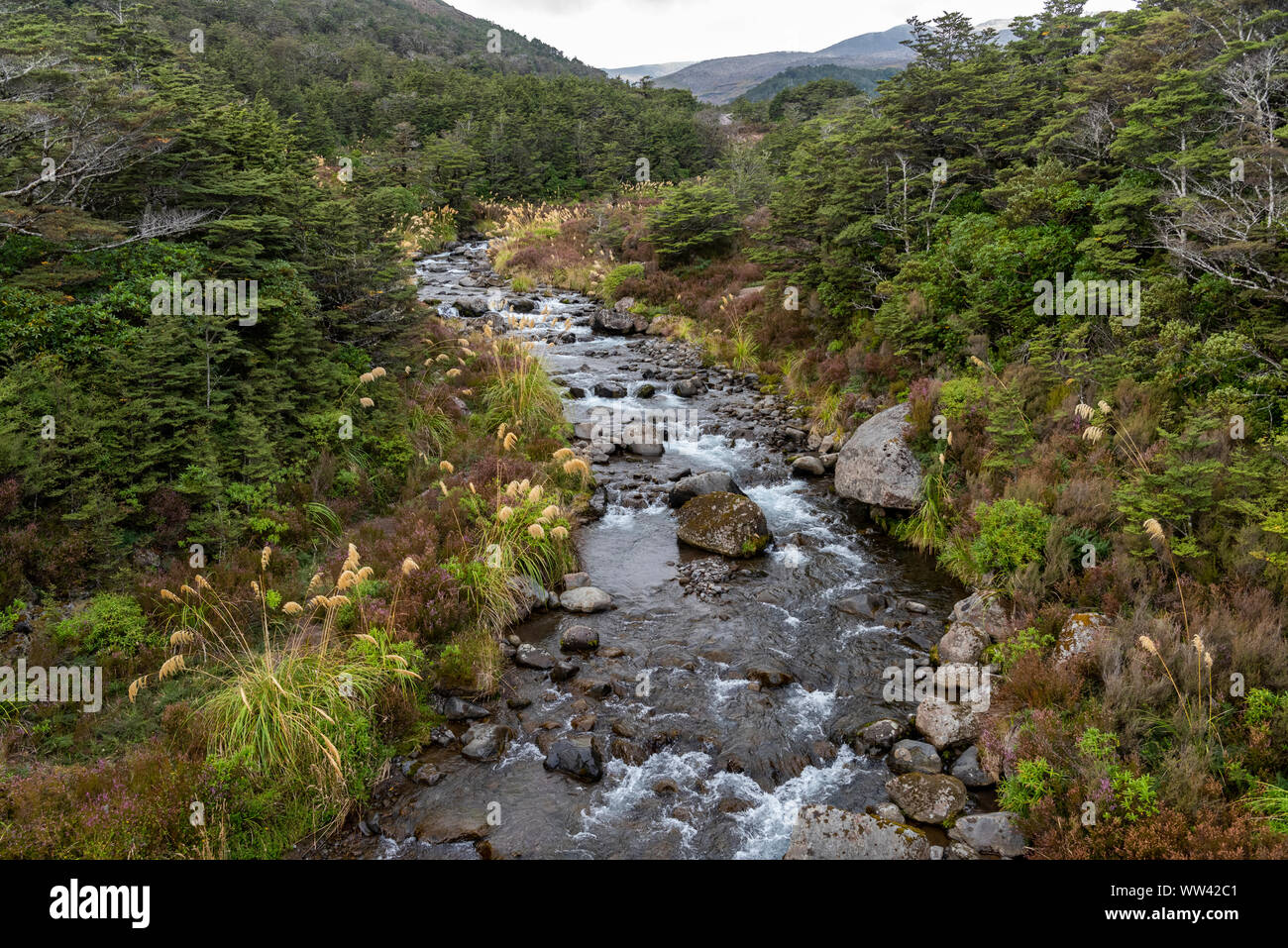 Mountain stream, Tongariro National Park. North Island, New Zealand ...