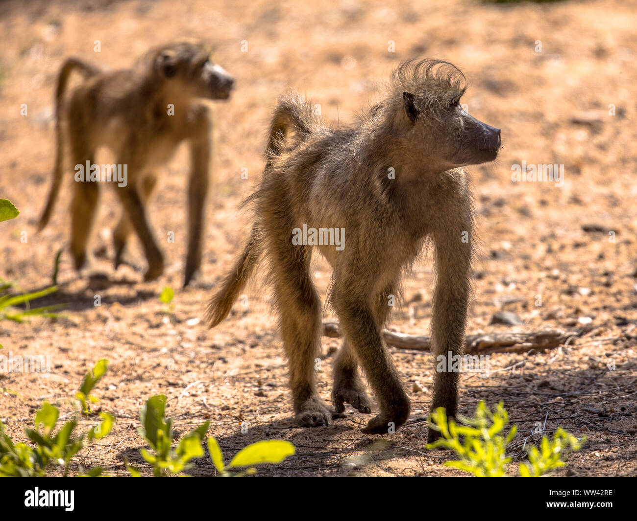 Two Chacma baboons (Papio ursinus) walking on savanna in Kruger ...