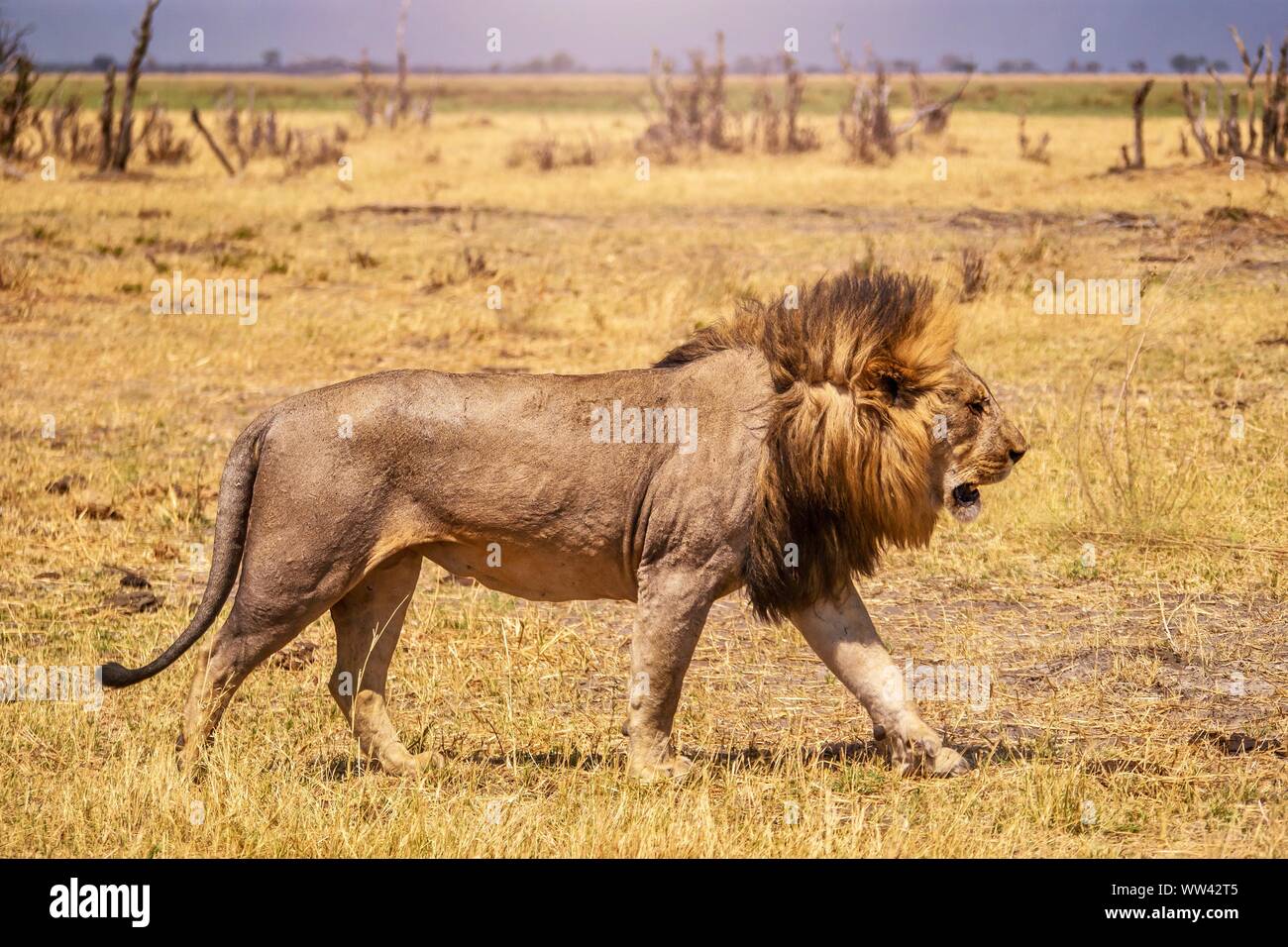 Lion side view hi-res stock photography and images - Alamy