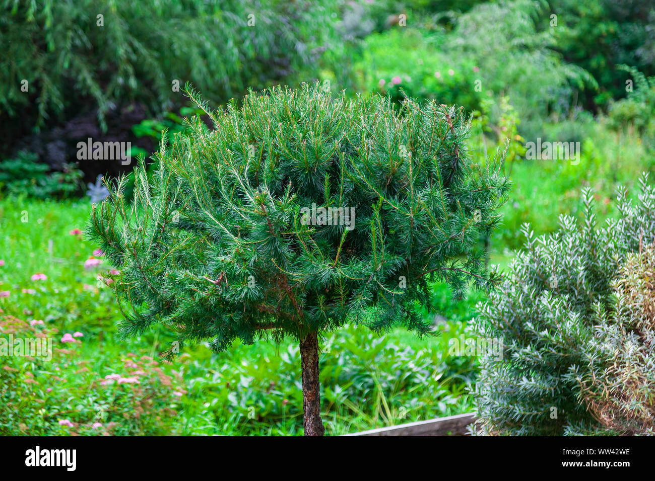 A small pine tree with a bush on top in the shape of a ball filled with ...