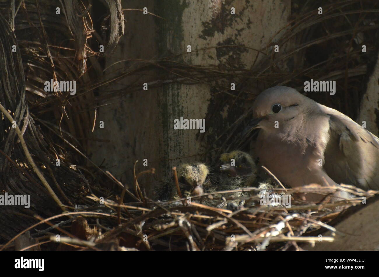Bird nurturing and feeding baby birds on their nest Stock Photo - Alamy