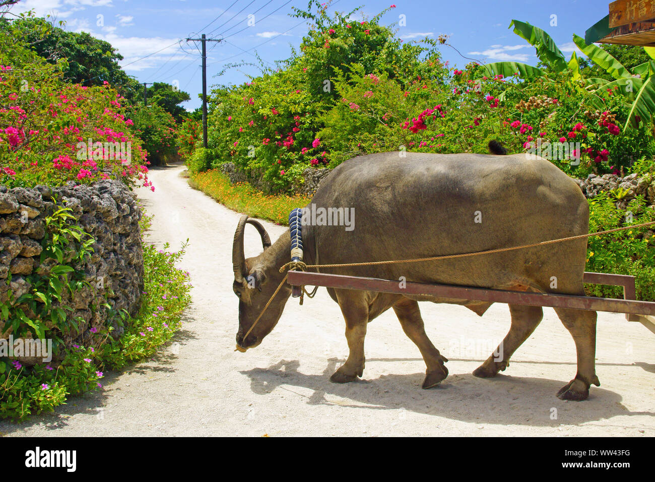 Water buffalo carriage taketomi hi-res stock photography and images - Alamy