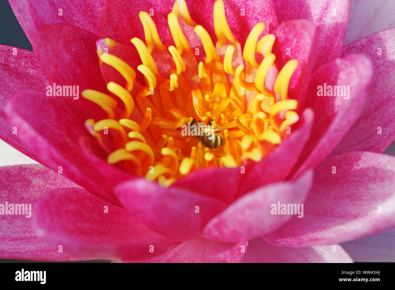 Insect and water lily Stock Photo - Alamy