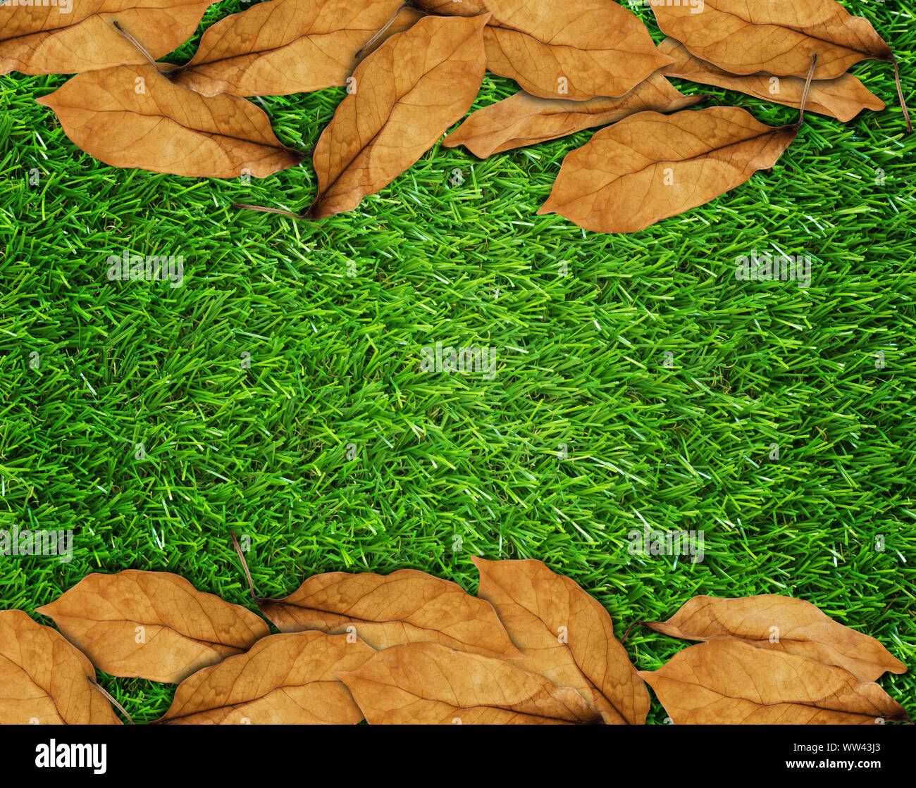 Dry leaf on green grass texture background Stock Photo - Alamy