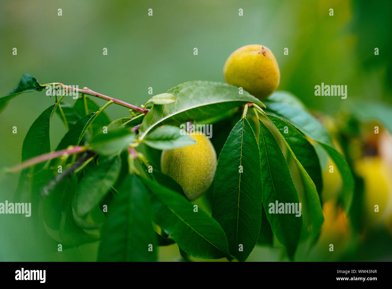 Ume tree hi-res stock photography and images - Alamy