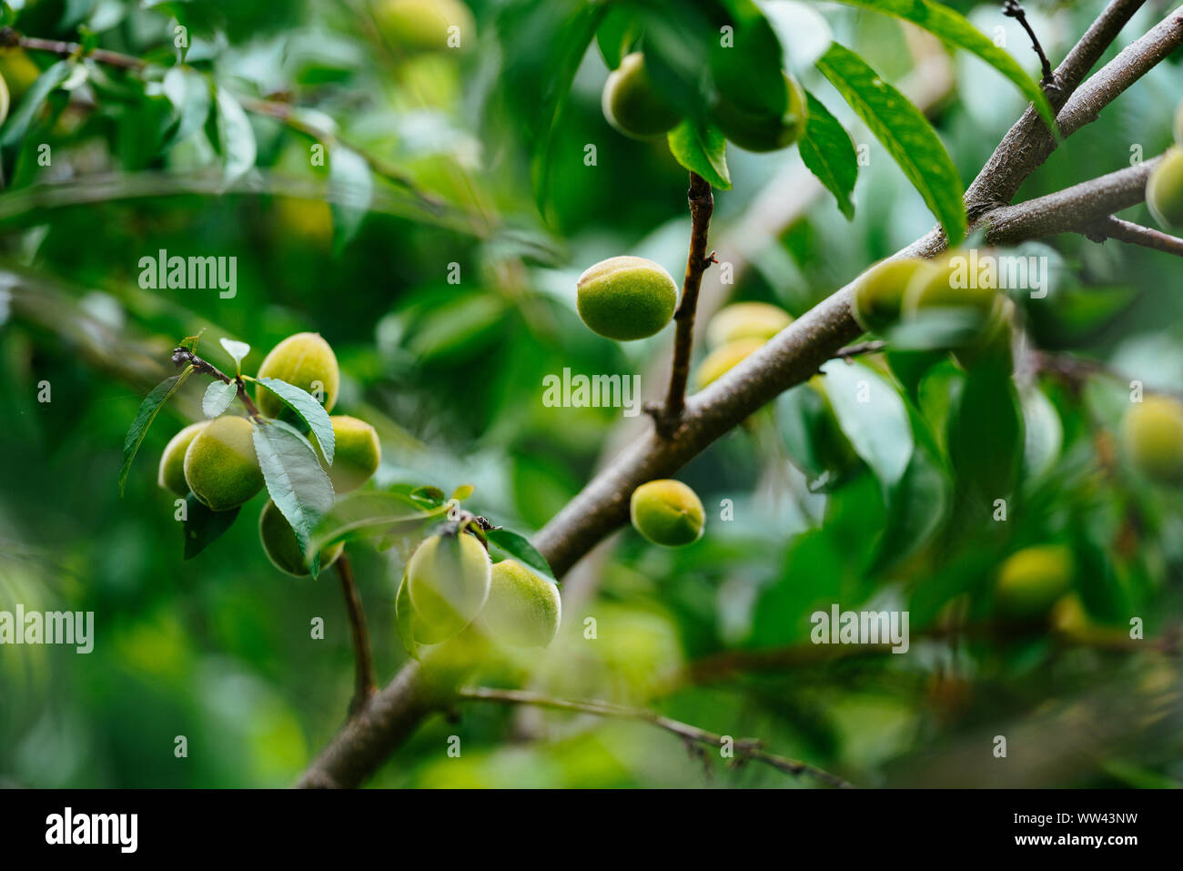 Ume plum tree hi-res stock photography and images - Alamy