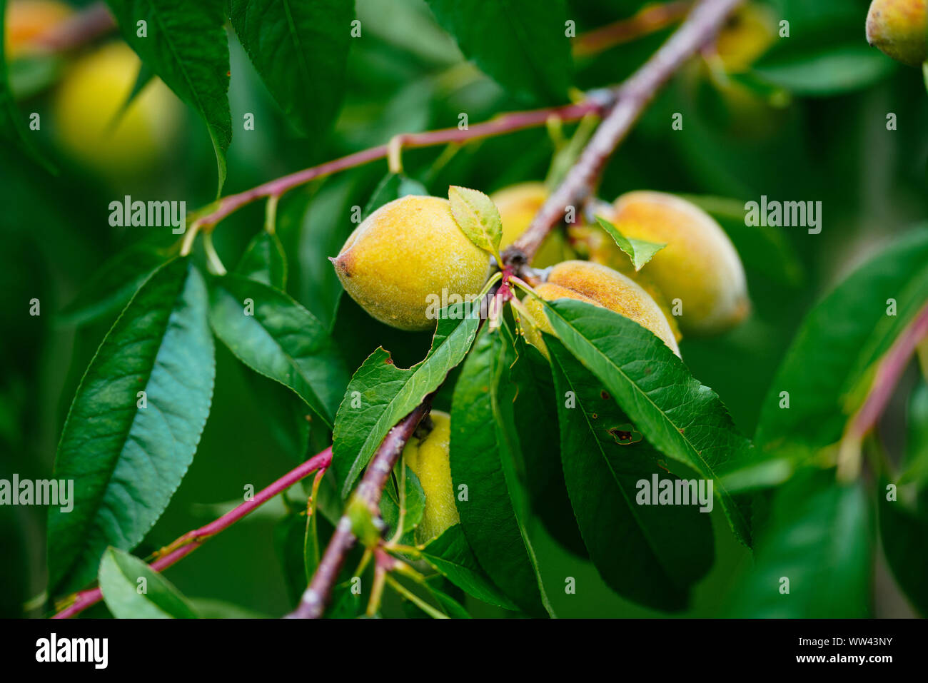 Ume tree hi-res stock photography and images - Alamy