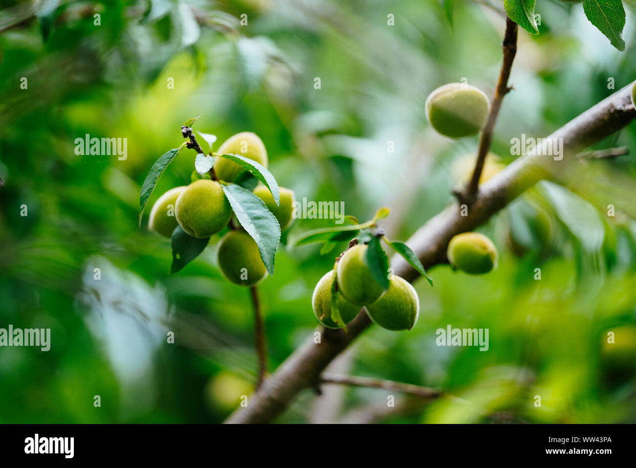 Ume tree hi-res stock photography and images - Alamy