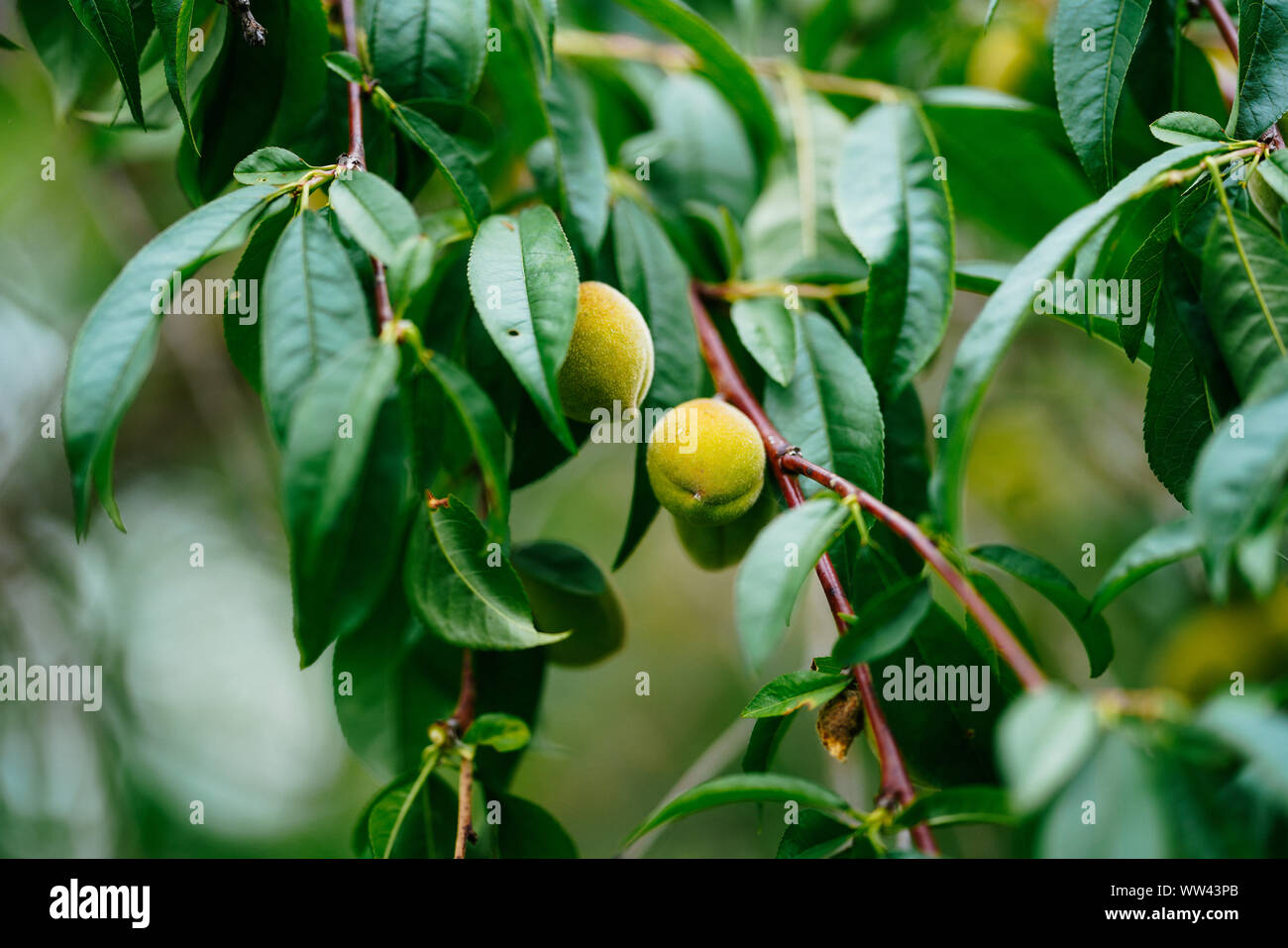 An ume tree hi-res stock photography and images - Alamy