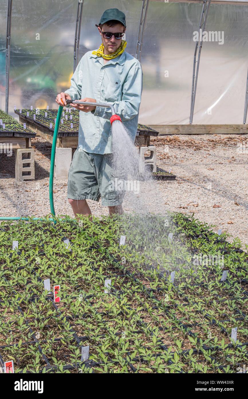 A farmer watering plants Stock Photo - Alamy