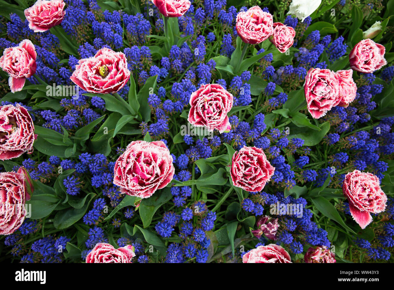 Patterns of floral, tulips making designs, bulbs planted Stock Photo ...
