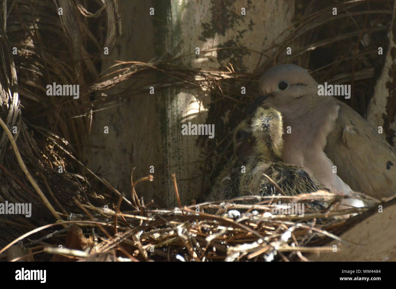 Bird nurturing and feeding baby birds on their nest Stock Photo - Alamy