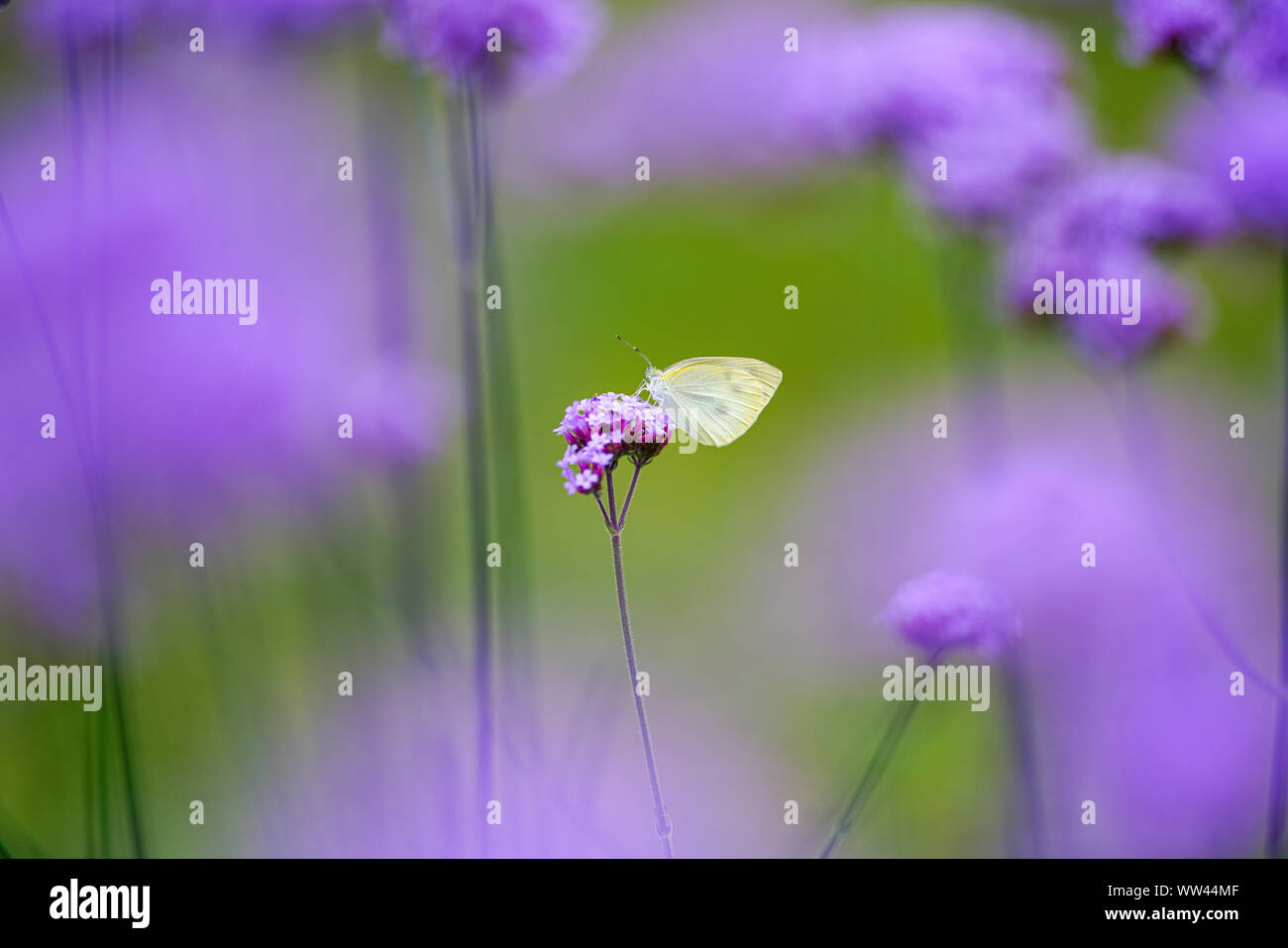 Butterfly and flower field Stock Photo - Alamy