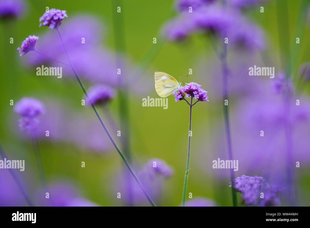 Butterfly and flower field Stock Photo - Alamy