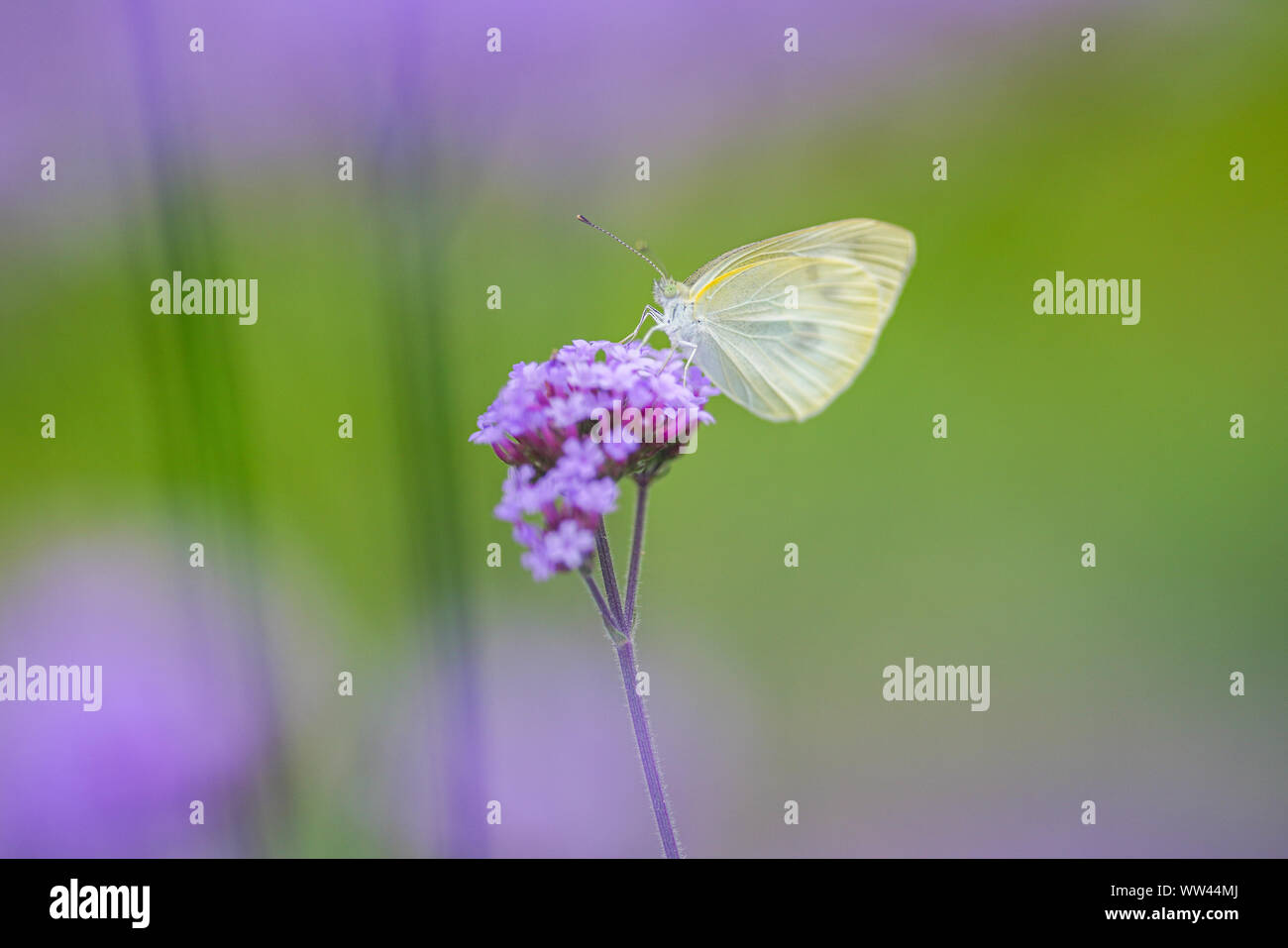 Butterfly and flower field Stock Photo - Alamy