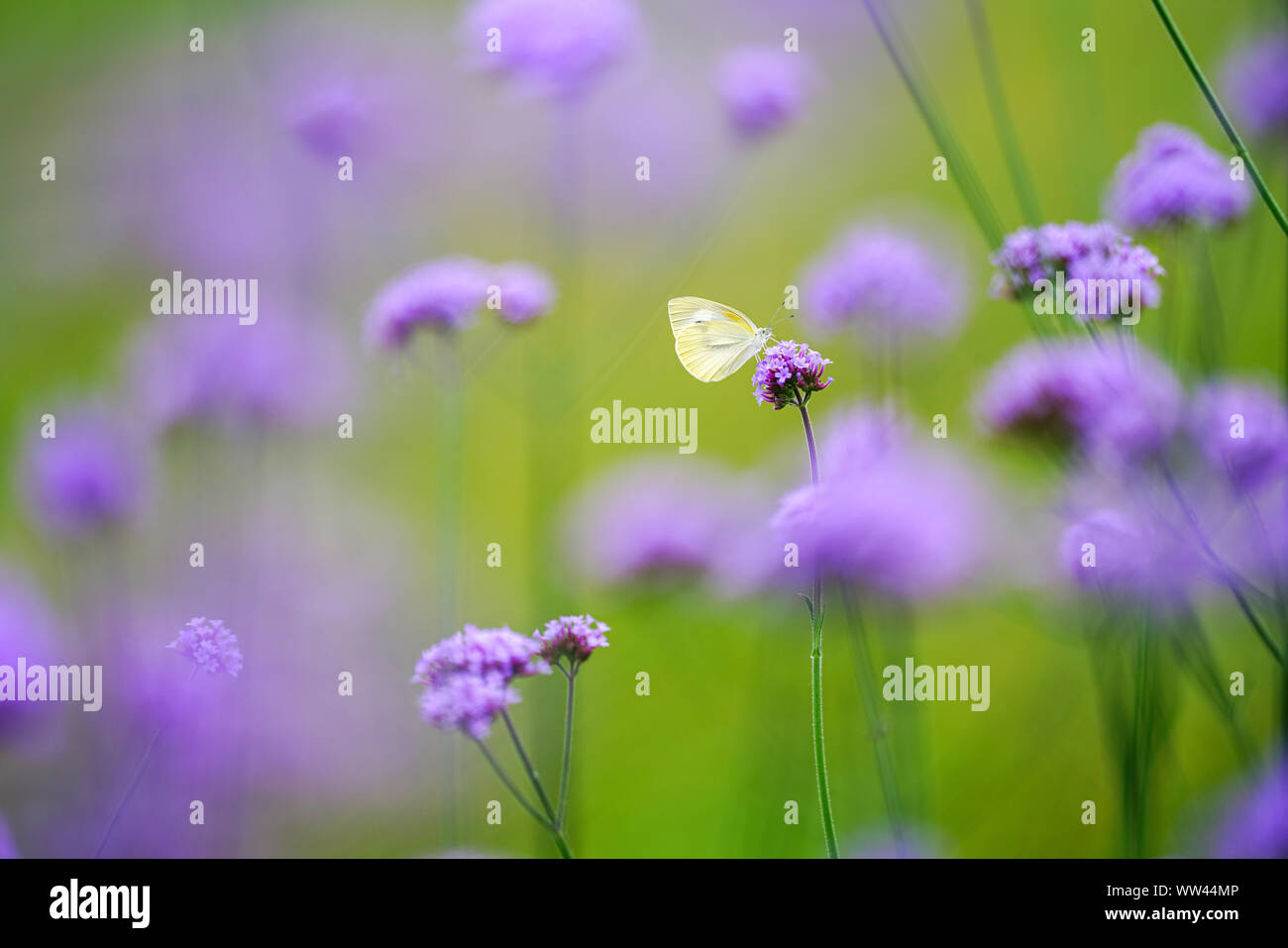 Butterfly and flower field Stock Photo - Alamy