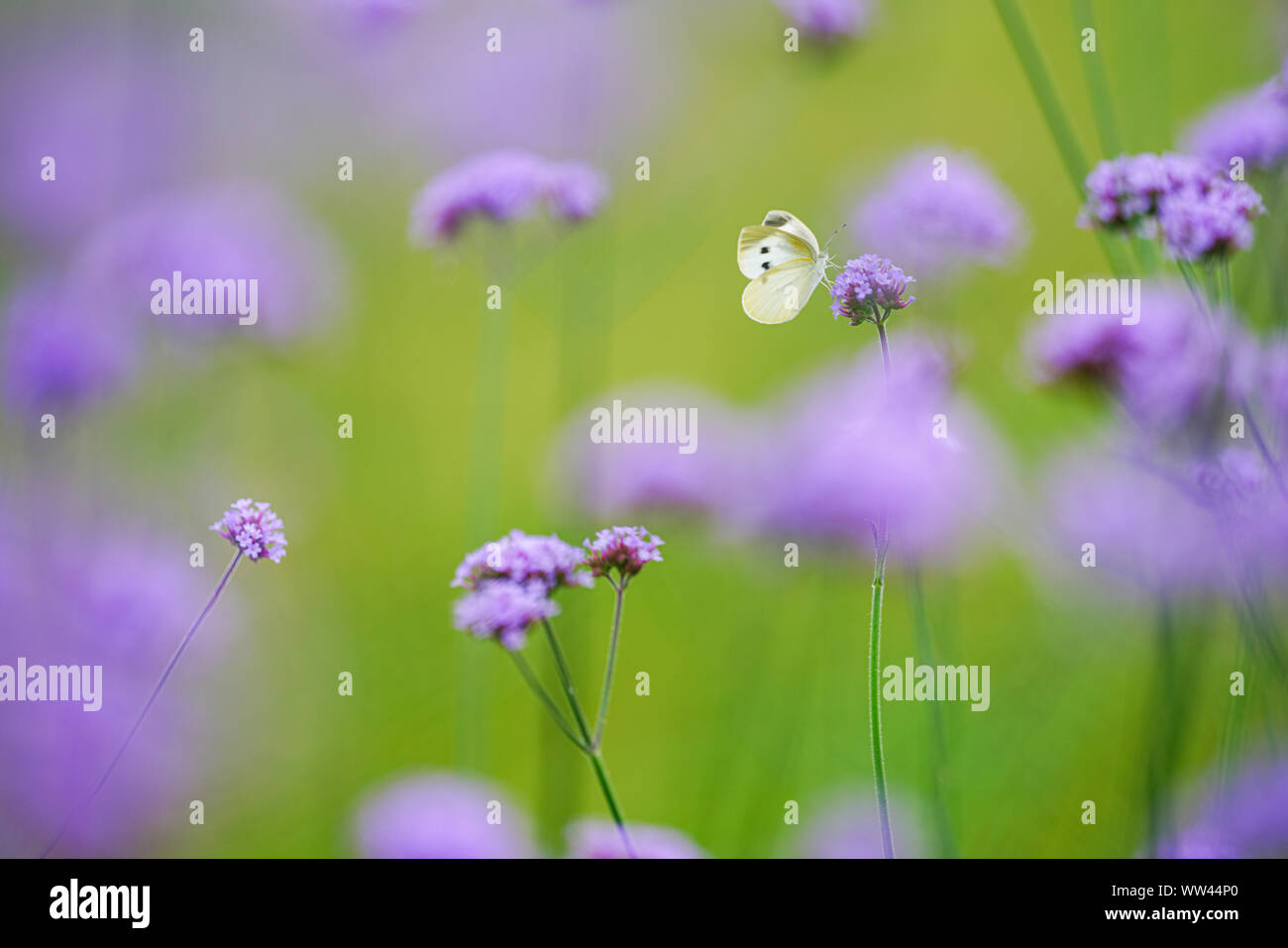 Butterfly and flower field Stock Photo - Alamy